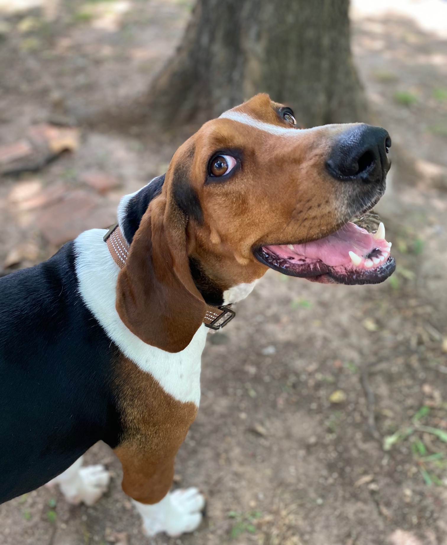 Traveling With Your Best Friend – Oklahoma Bar Association